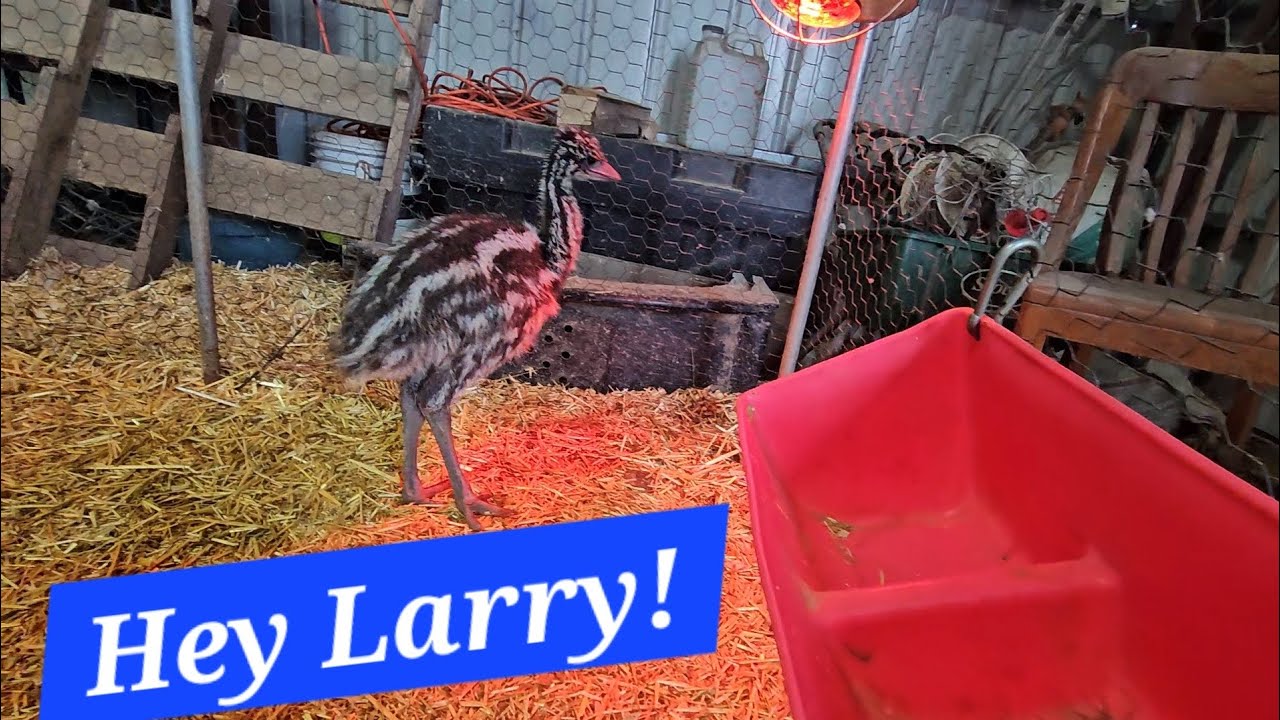 Cow and baby calf update (And we have an EMU?!!!) - YouTube