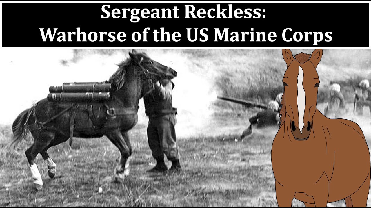 Sergeant Reckless: A Warhorse Unlike Any Other - YouTube
