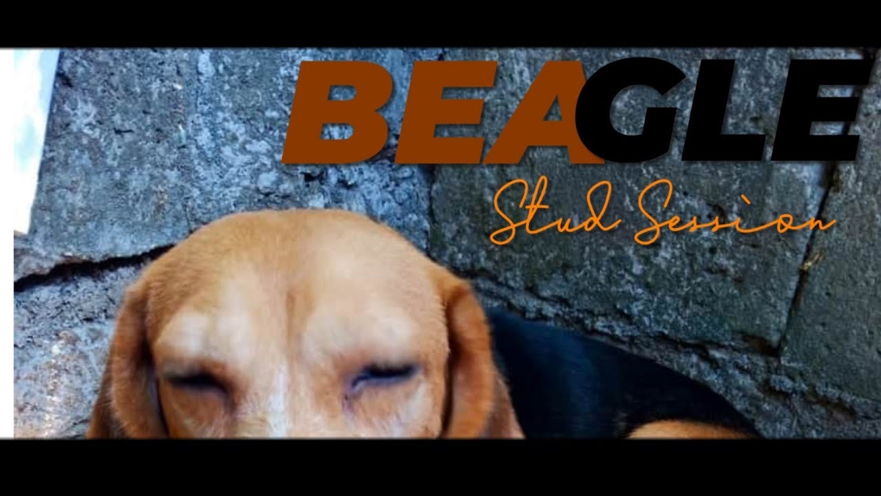 Beagle stud session - YouTube