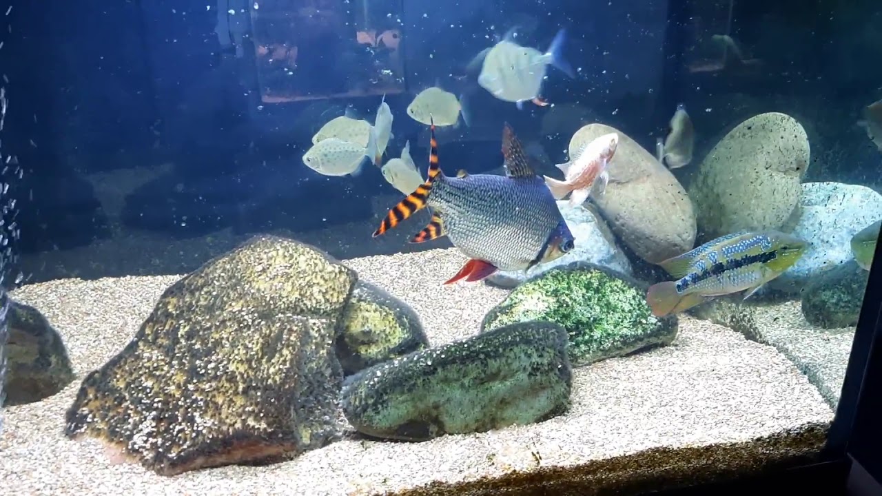 220-Gallon Semi-Aggressive Monster Fish - YouTube