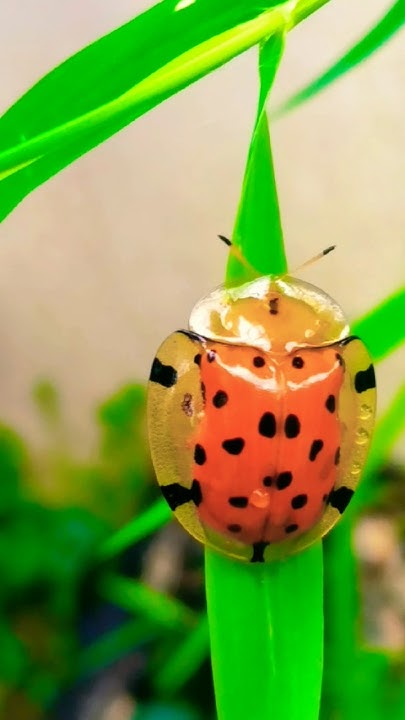 My favourite insect as a kid 🧡🧡🖤#insect#favorite #shortsvideo #beatles ...