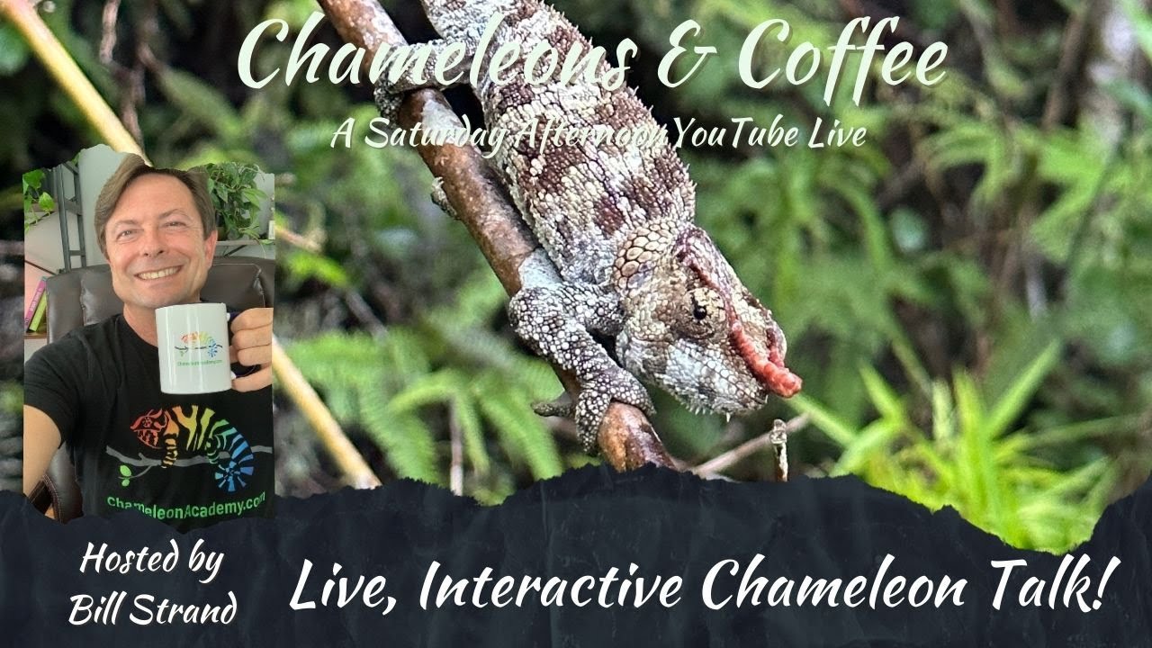 Saturday Chameleon Interactive Live - YouTube