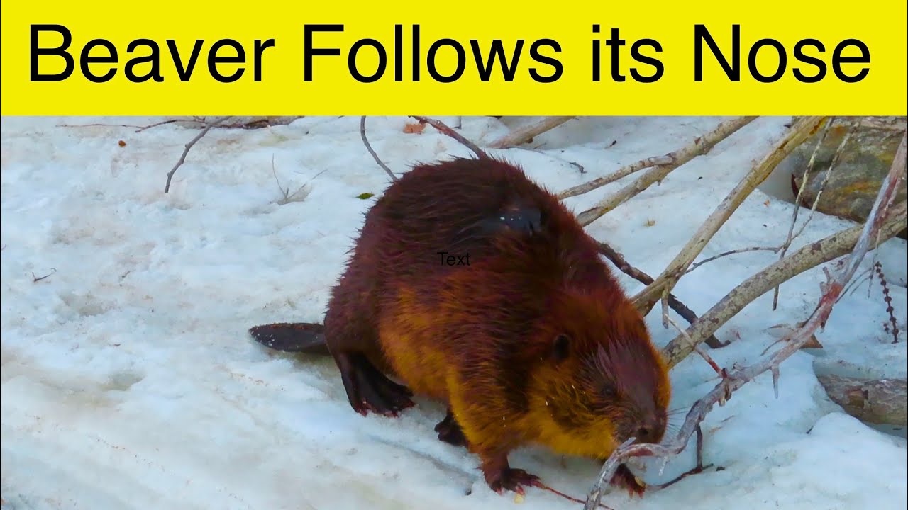 Watch A Beaver Follow its Nose Around the River Bank - YouTube