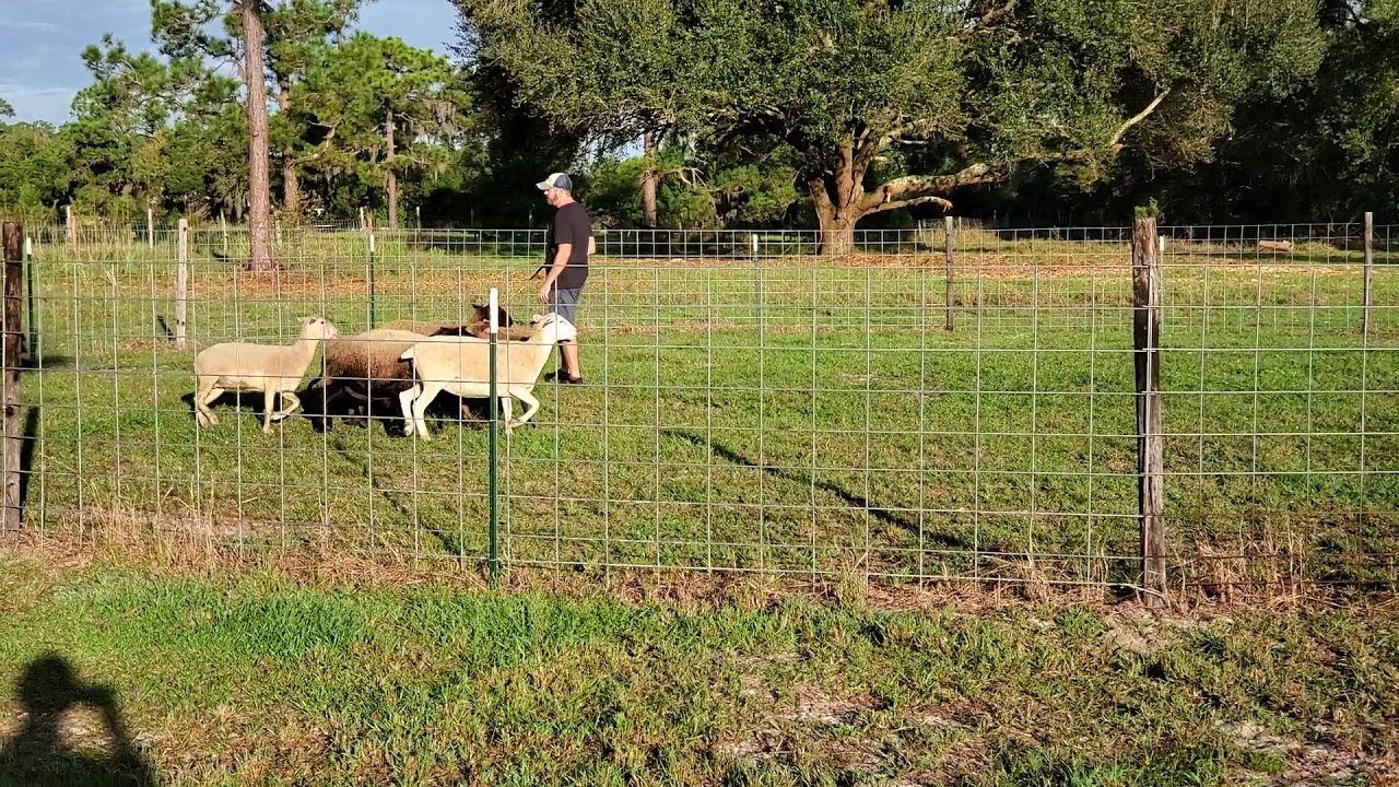 Wisp herding training 11/2020 - YouTube