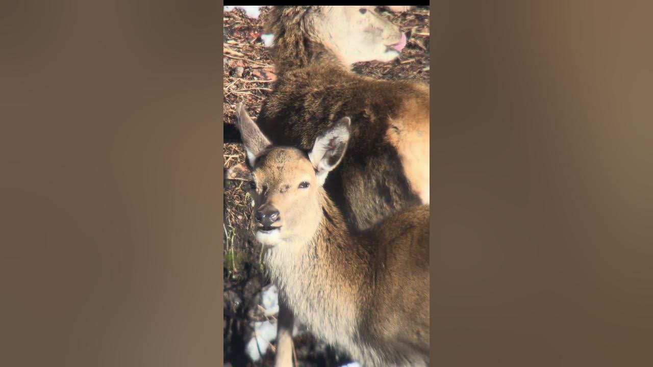 Cuccioli di cervo ruminanti in trentino alto adige in val di fiemme ...