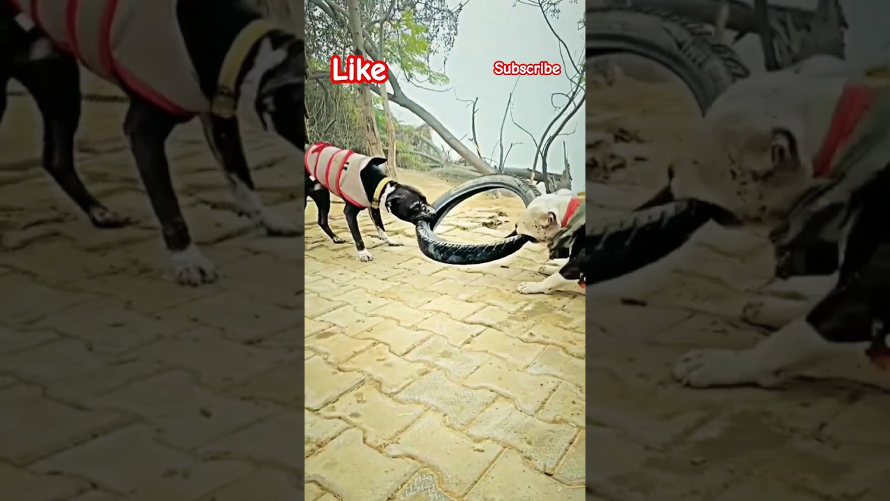 Dog videos || Trending short || Pitbull dogs || Fighter dogs || Best ...