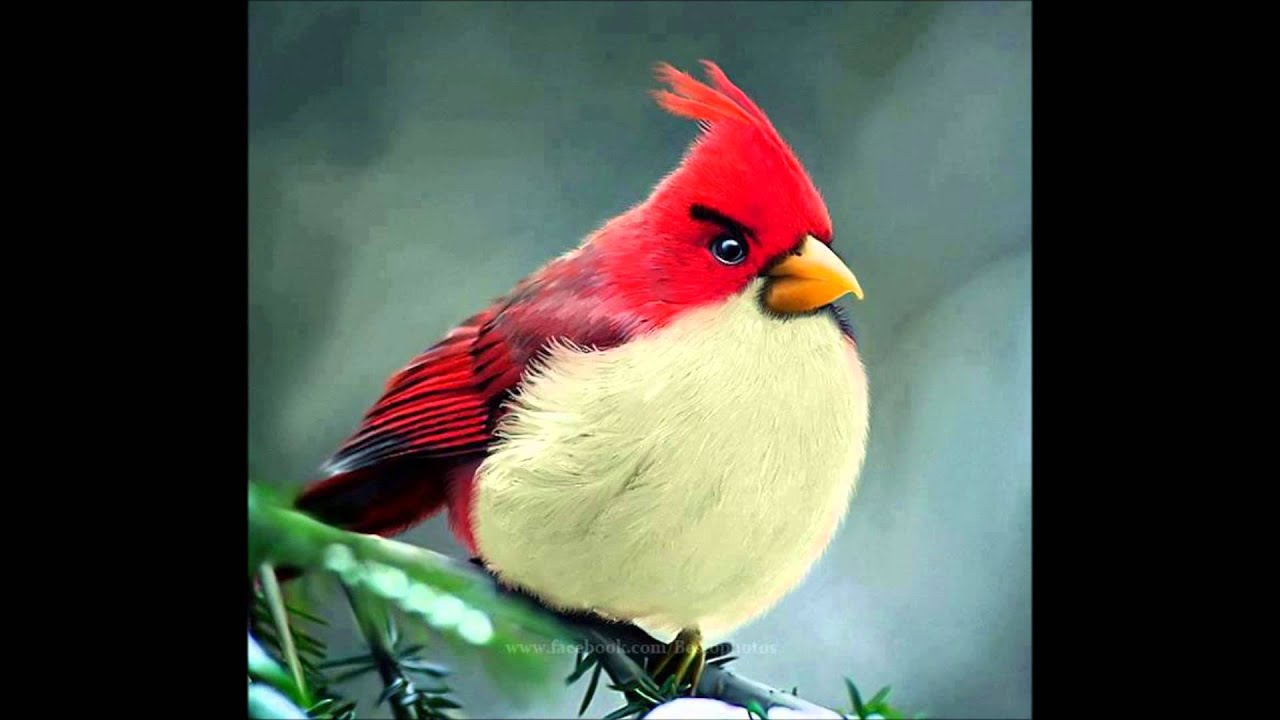 happy birds - YouTube