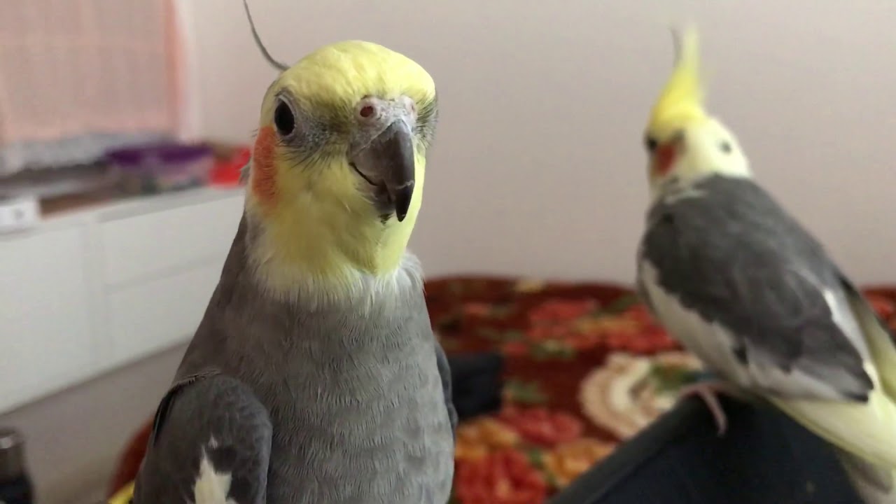 Cockatiel whistling 😁 - YouTube