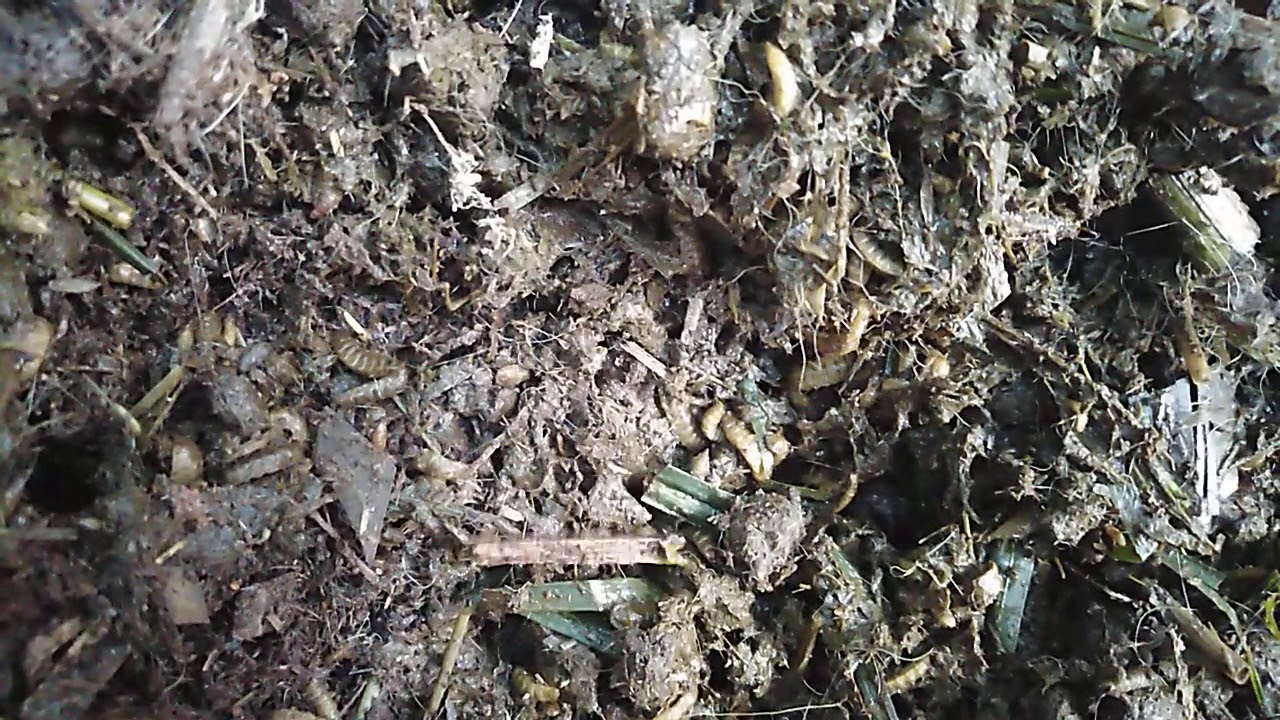 Larva Mangot - YouTube