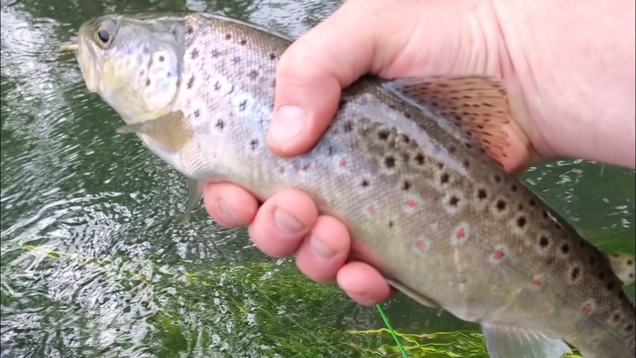 Fly Fishing for Wild Brown Trout - YouTube