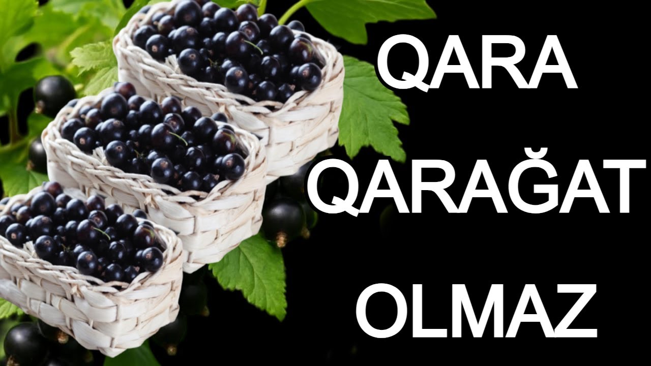 QARA QARAĞAT: Sağlam Qida, Yoxsa Gizli Təhlükə - MÜTLƏQ BAXIN - YouTube