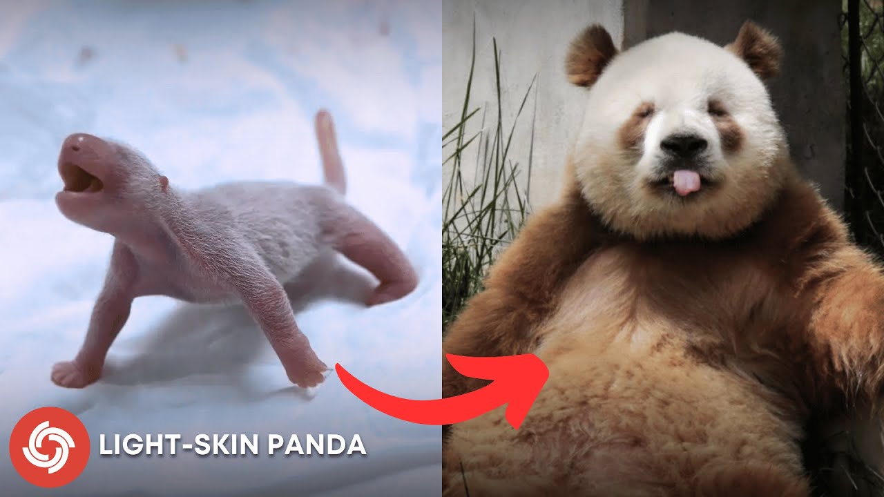 This Rare Panda Has A Mysterious Brown Fur While Growing Up - YouTube