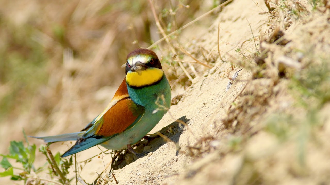 European bee-eater (Merops apiaster) / Gyurgyalag 4K - YouTube