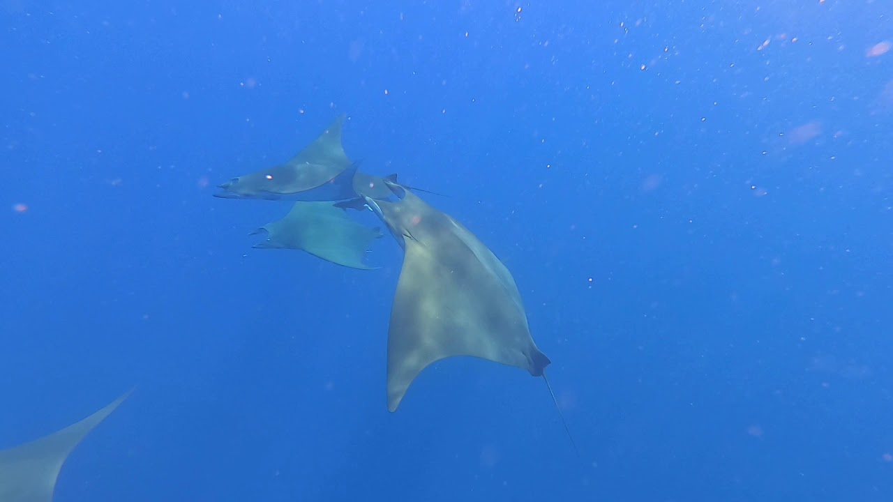 Azores, Portugal, Manta Rays1 - YouTube