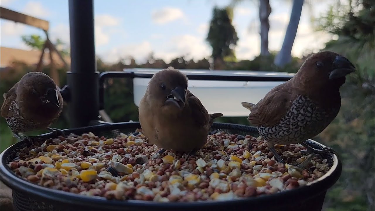 *ACTION* Birdfeeder Springs To Life! Group of Scaly-Breasted Munias ...