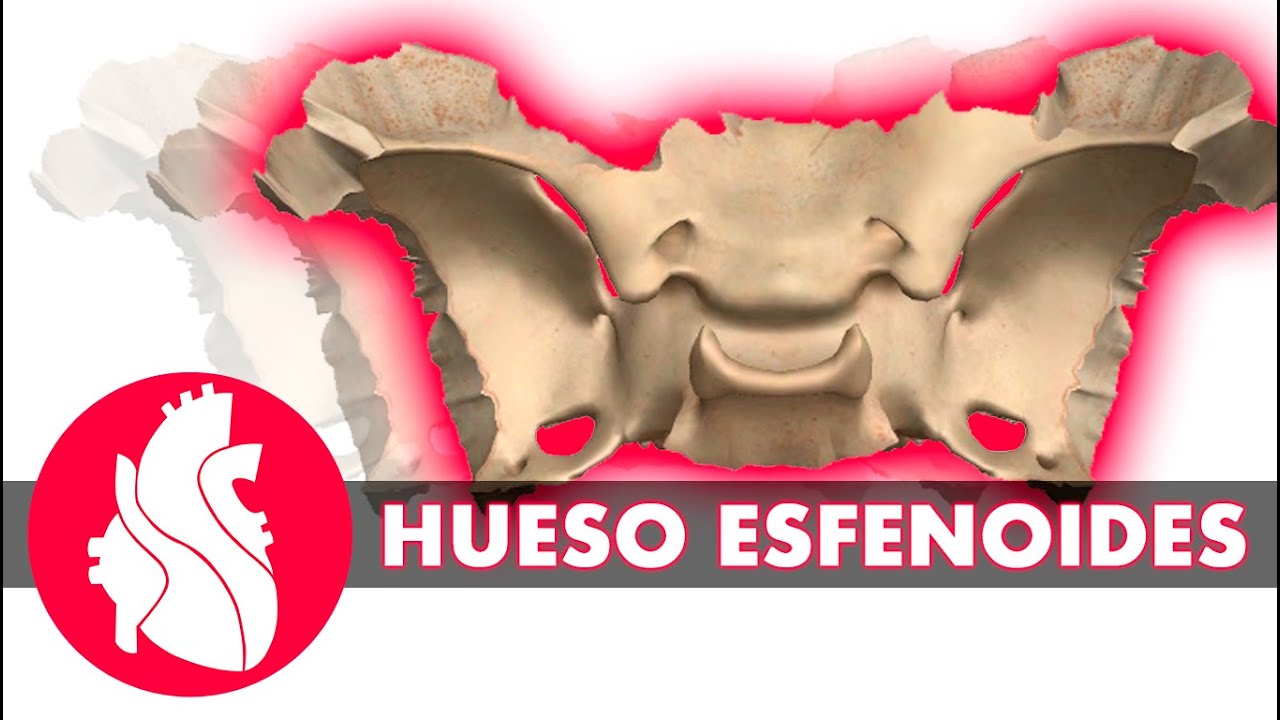 [3D] Osteología craneal - Esfenoides - YouTube