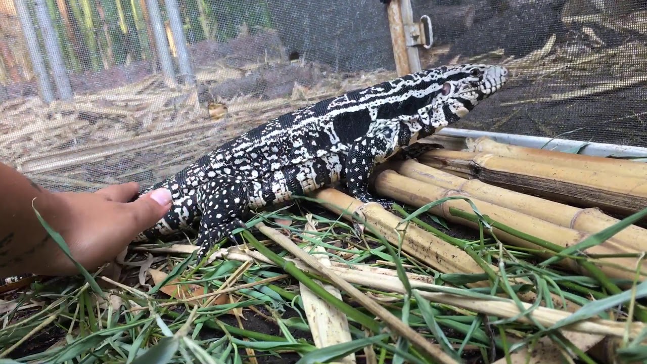 Calm Tegu Lizard - YouTube
