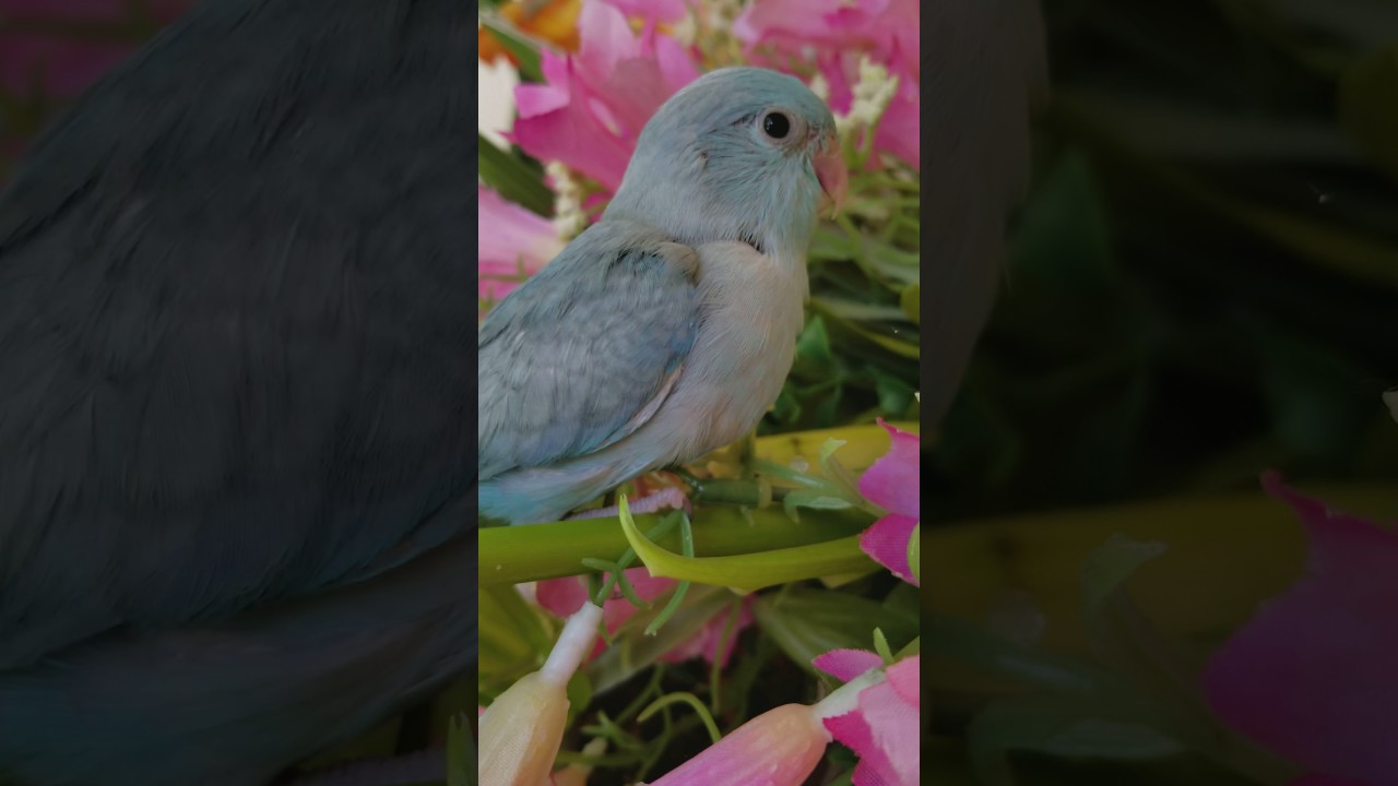 Blue marble parrotlet Jul 2017 - YouTube