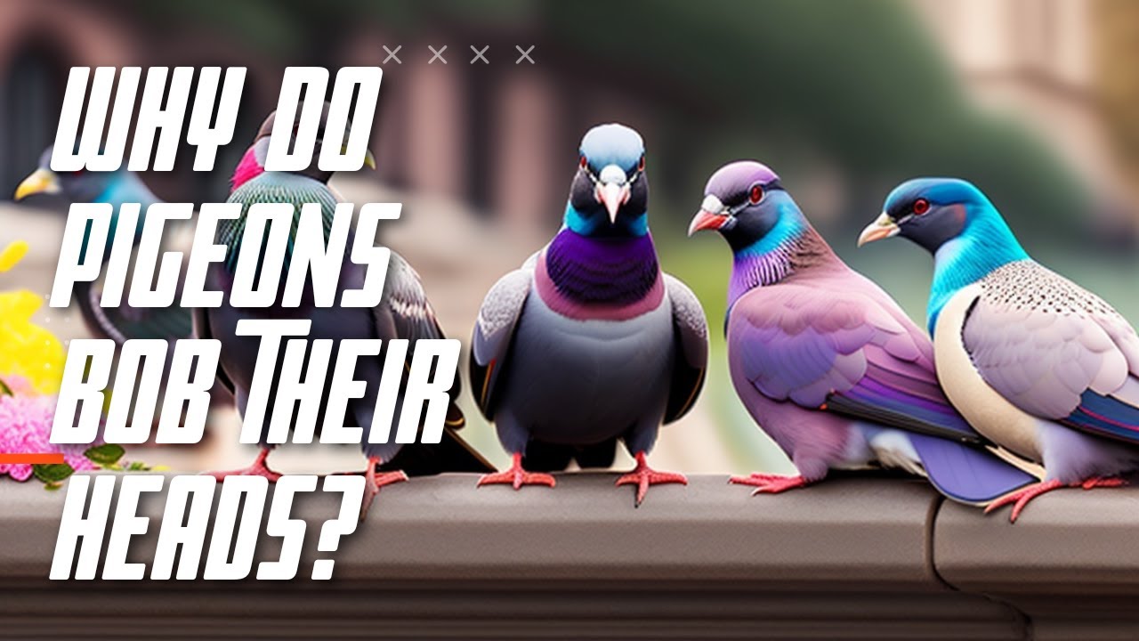 The Science of Pigeon Head Movements: Why Do They Bob? - YouTube