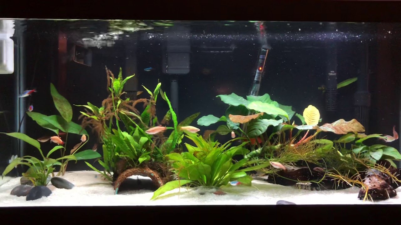 20 gallon long planted fish tank - YouTube