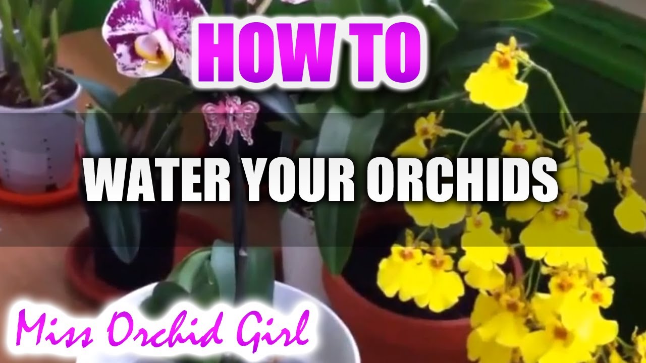 How To Water Exotic Orchids at Kara Torres blog