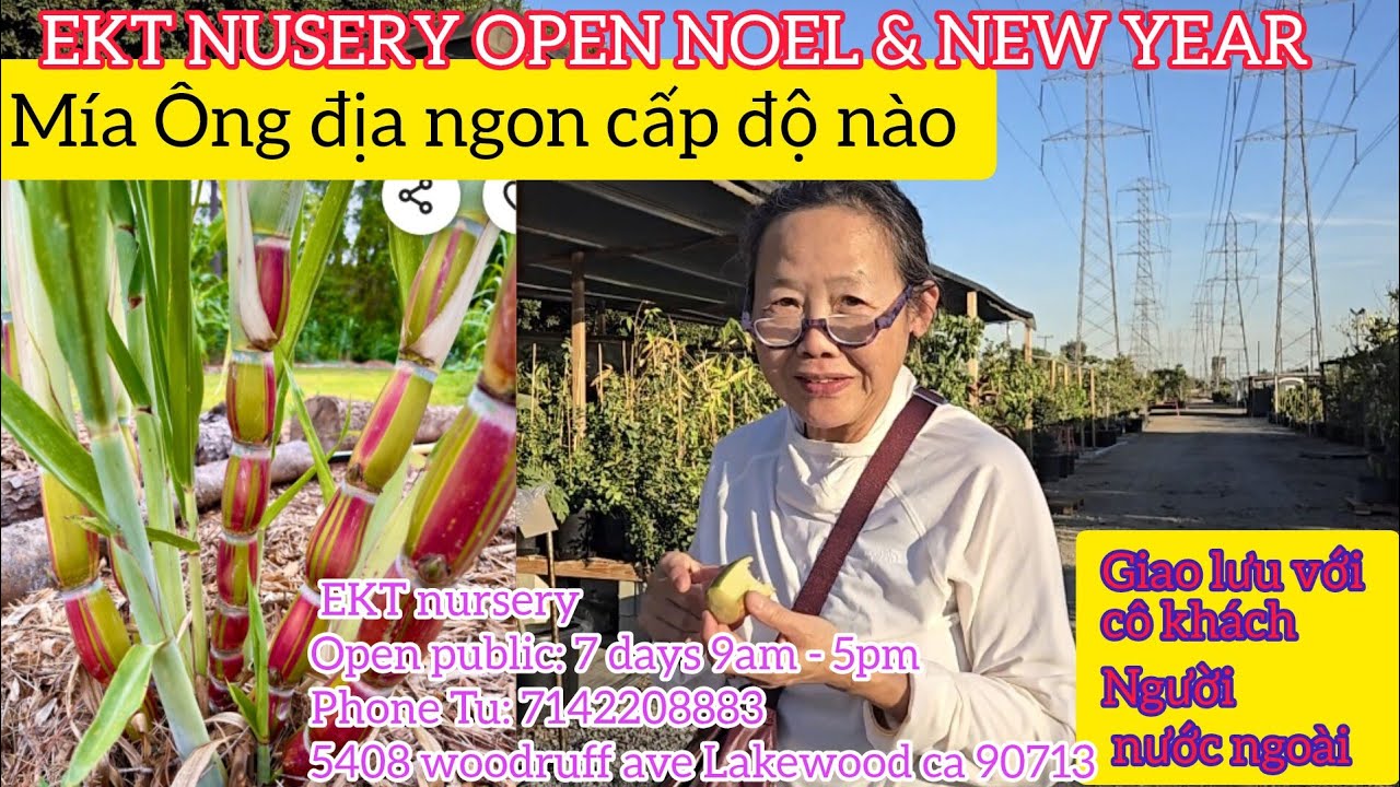 Thu hoạch Mía ông địa, xả, trồng trong chậu, giao lưu với cô khách nước ngoài - YouTube