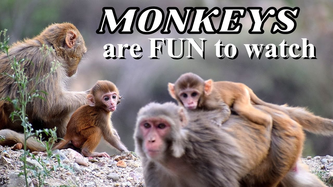 MONKEY SHOW | Monkeys Doing Fun Activities | animals videos - YouTube
