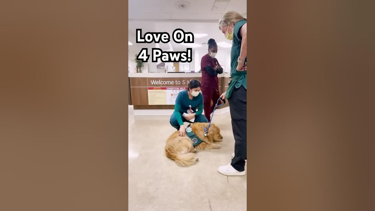 Meet The Animal Assisted Therapy Group Love On 4 Paws 🐾 - YouTube