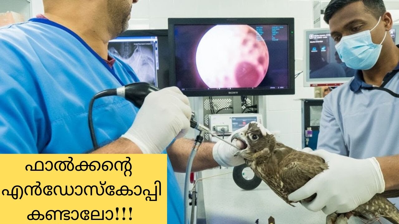 Falcon's Endoscopy | ഫാൽക്കന്റെ എൻഡോസ്കോപ്പി കണ്ടാലോ!!! - YouTube
