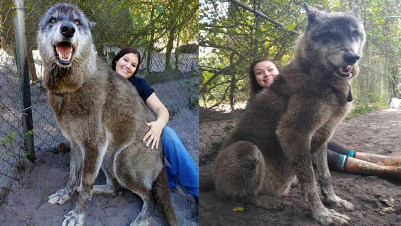 ELLE PENSAIT QUE C’ÉTAIT UN CHIEN NORMAL MAIS REGARDEZ CE QU'IL EST ...