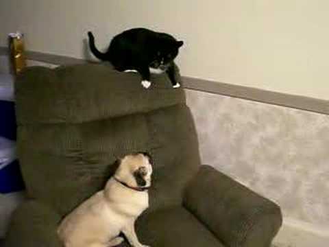 Pug Vs Cat