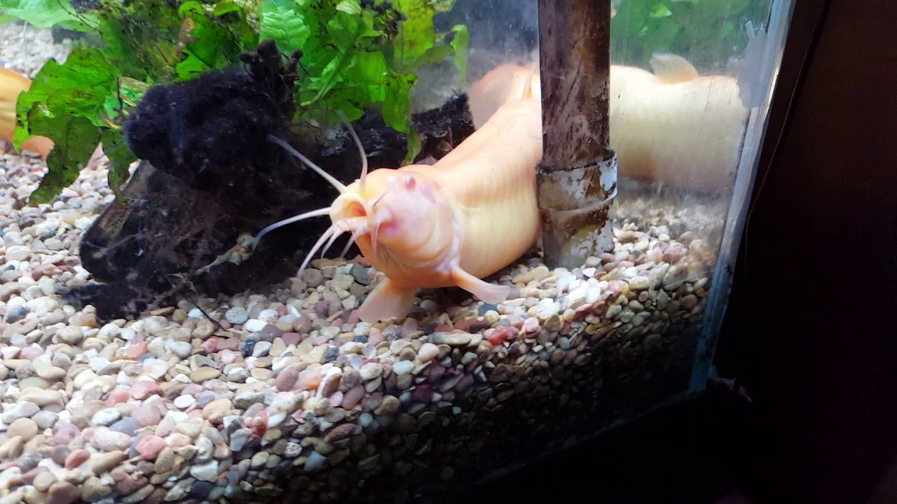 Sneezing Loach - YouTube