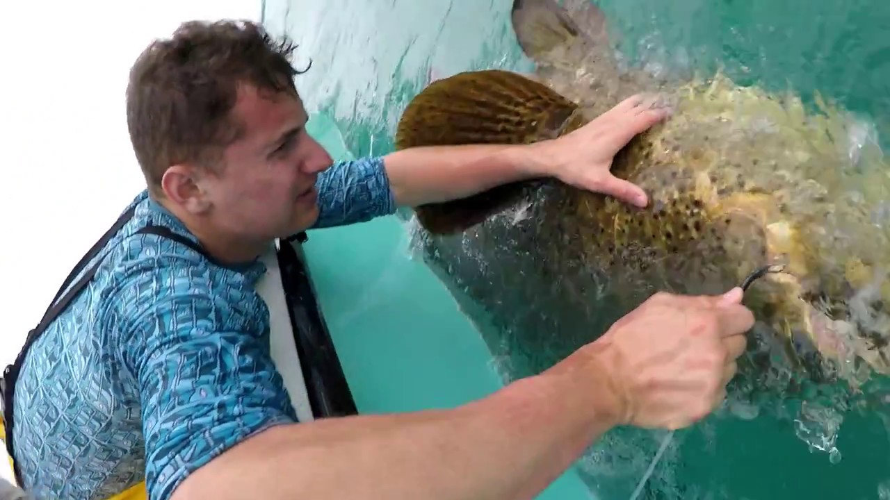 Do Goliath Grouper have Teeth?! - YouTube