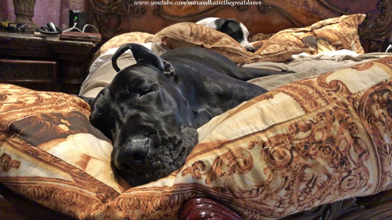 Sleepy Great Danes Love To Cuddle With The Pillows - YouTube