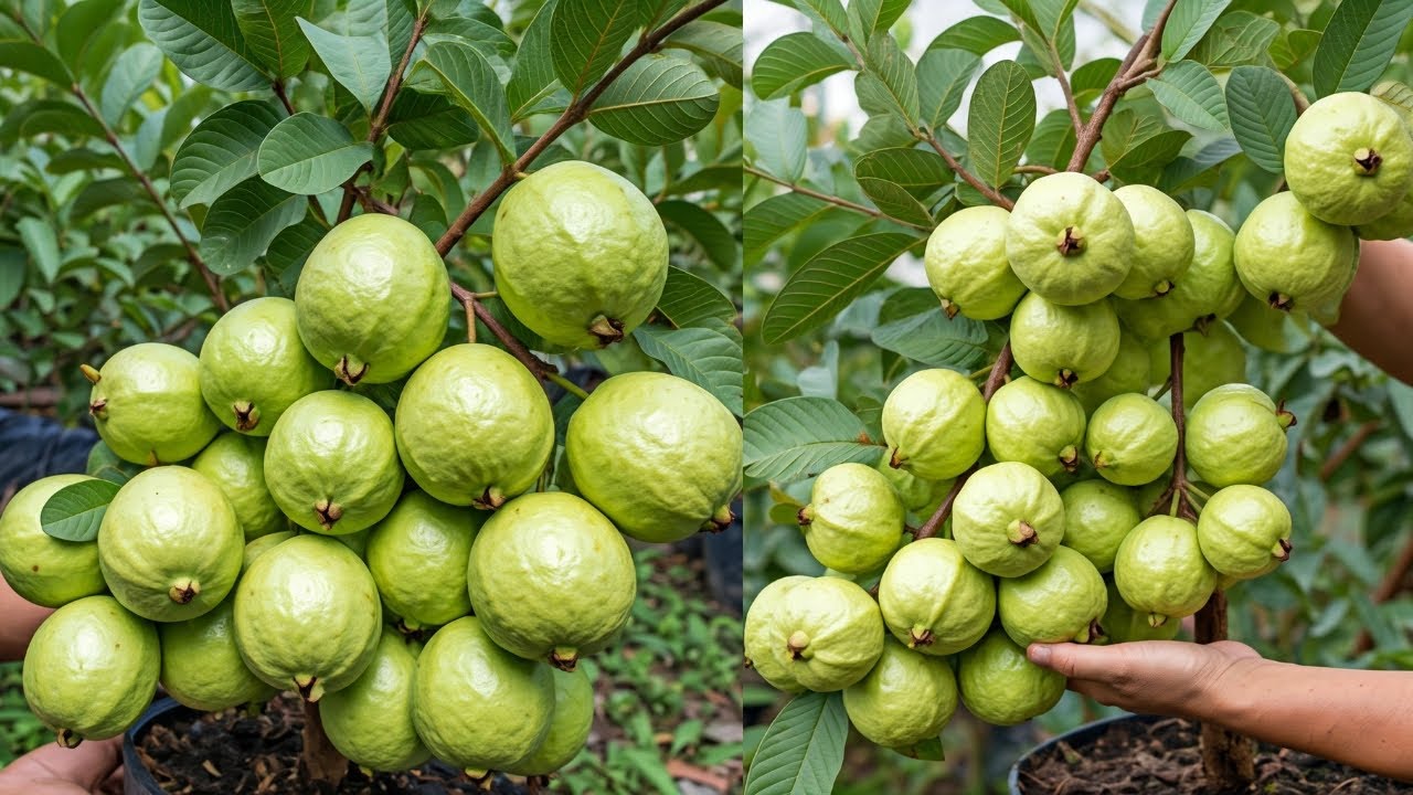 LIVE🔴🌿DIY Guava Tree Propagation: A Beginner’s Home Gardening Hack # ...