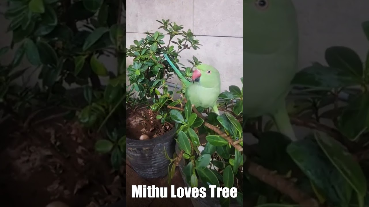 Friendly Bird | Parrot | Mithu Plaing In Garden | Mithu Whisteling ...