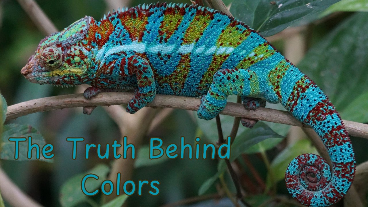 Chameleons’ Secret Code: The Truth About Their Colors - YouTube