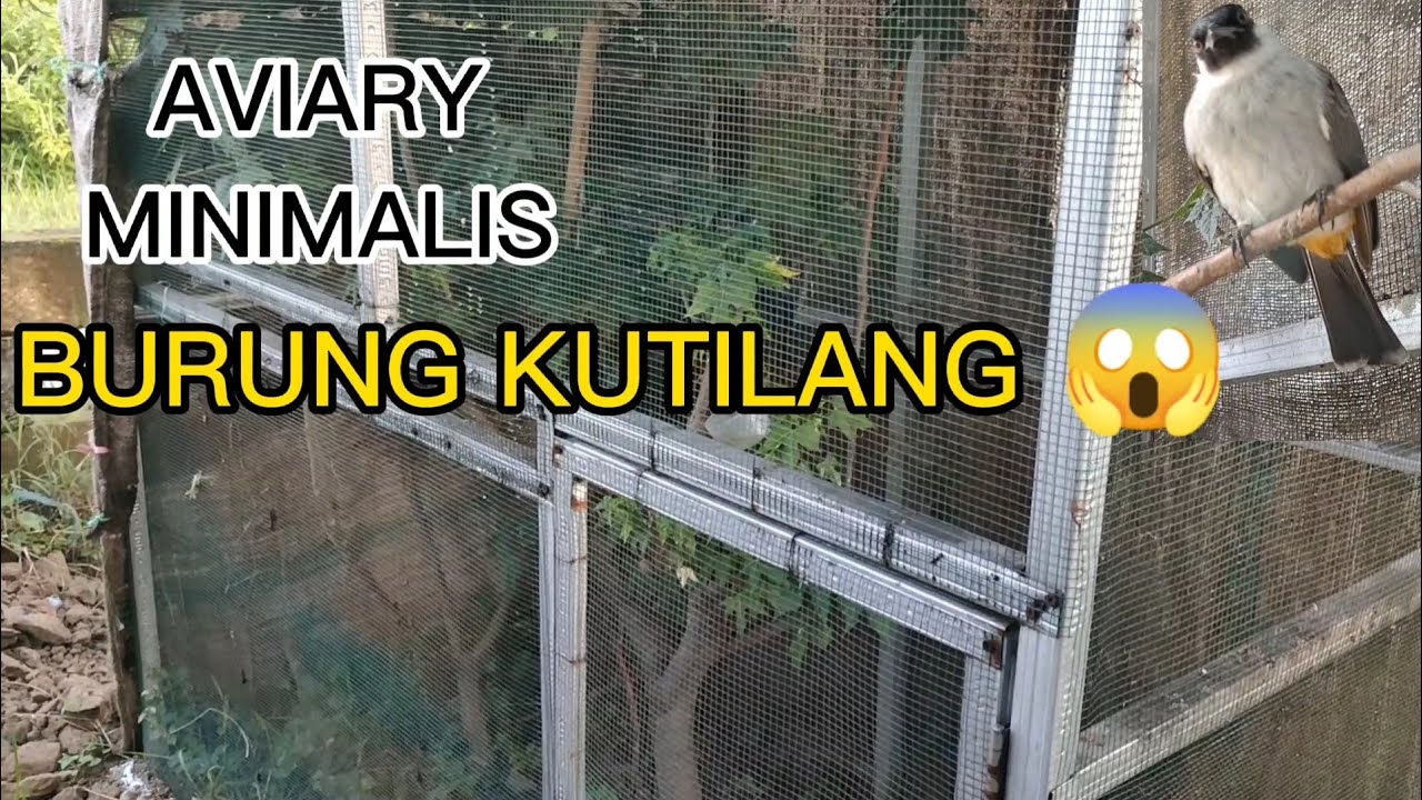 AVIARY MINI || BURUNG KUTILANG ‼️🤭 #aviary #aviaryminimalis # ...