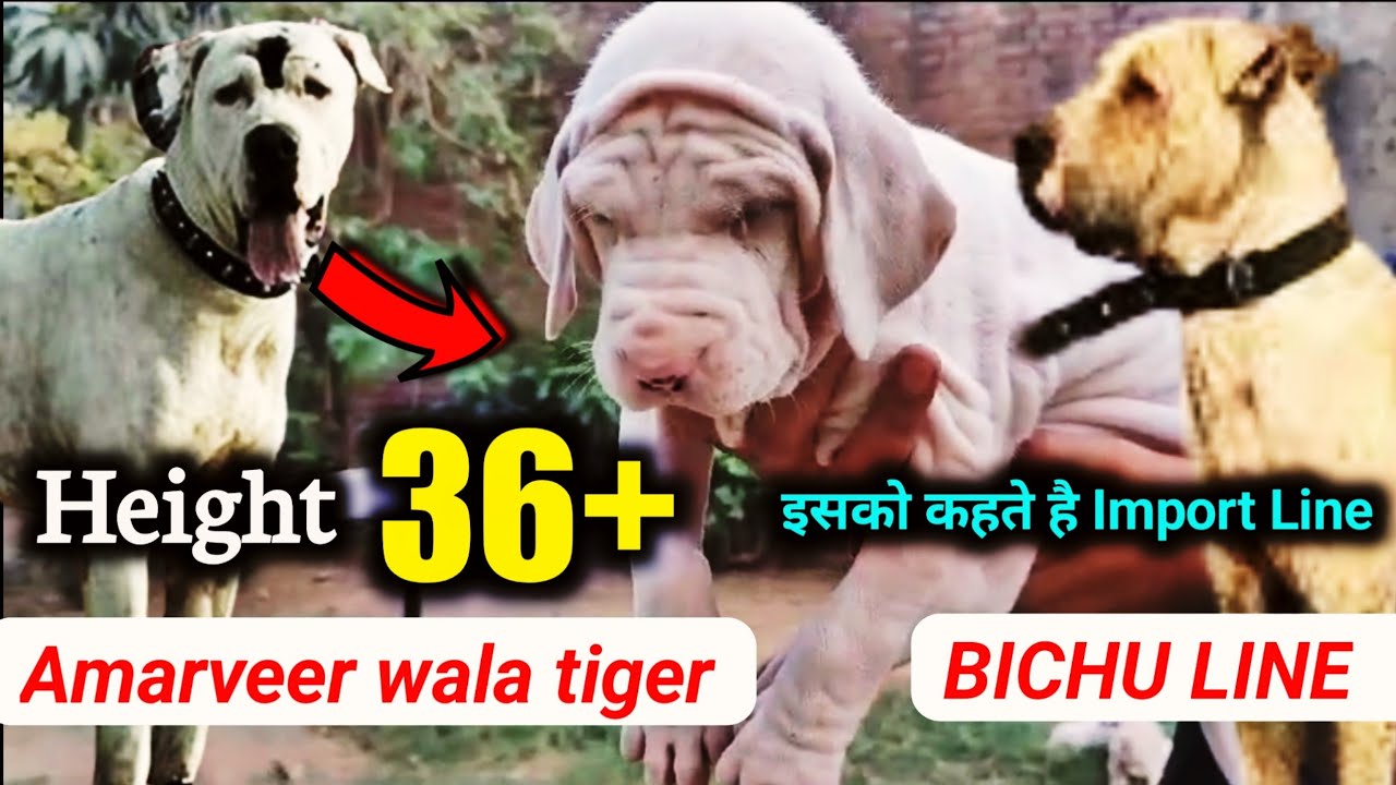 Bichu + Amarveer wala tiger | both side Import line | Show quality ...
