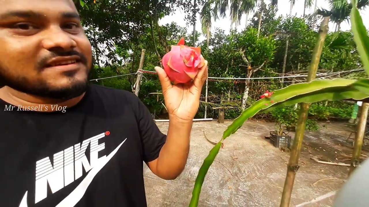 ছাদ বাগানে ড্রাগন লেবু মাল্টা বাম্পার ফলন Dragon Malta Lebu Sad Bagan ...