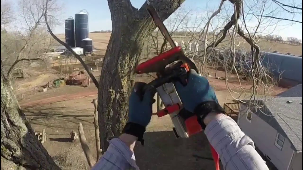 Tree cutting Video - YouTube