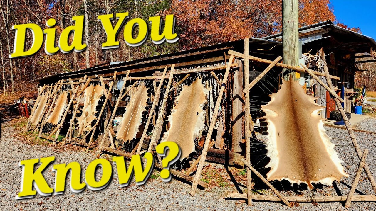 Brain tanning turning deer hides into leather - YouTube