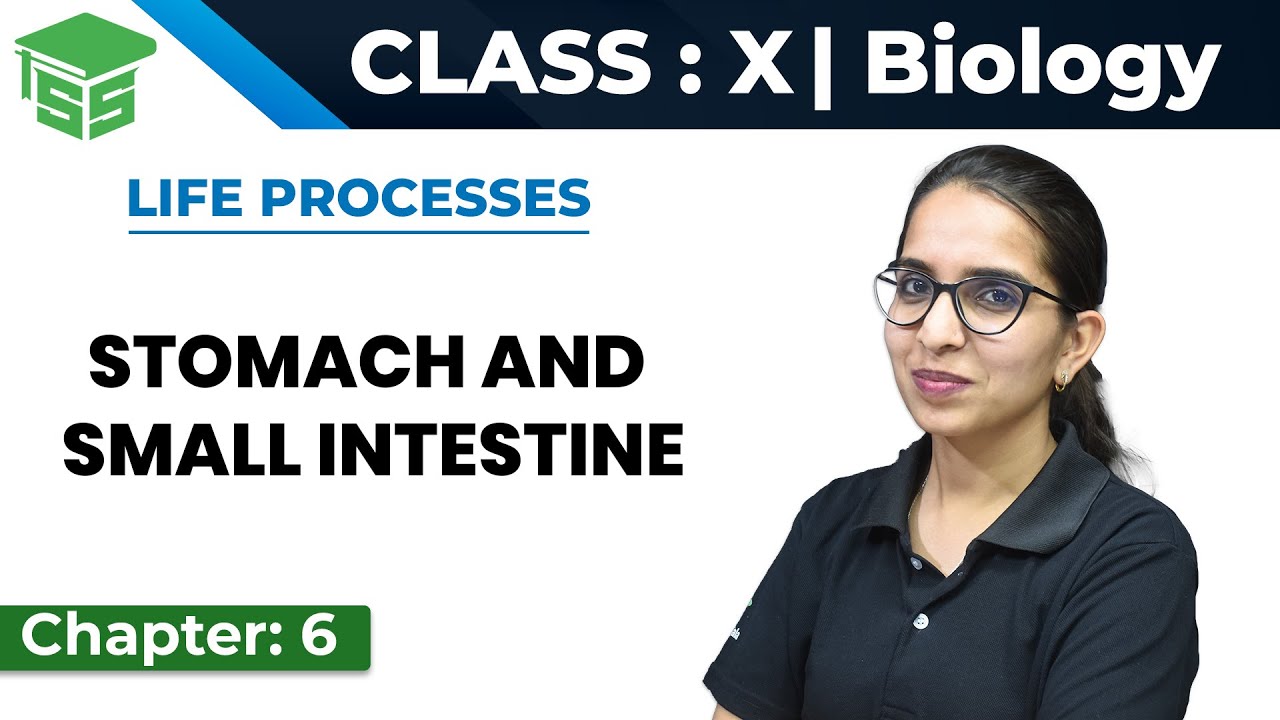 Class 10 Science | Biology | Chapter - 6 | Life Processes - Stomach and ...