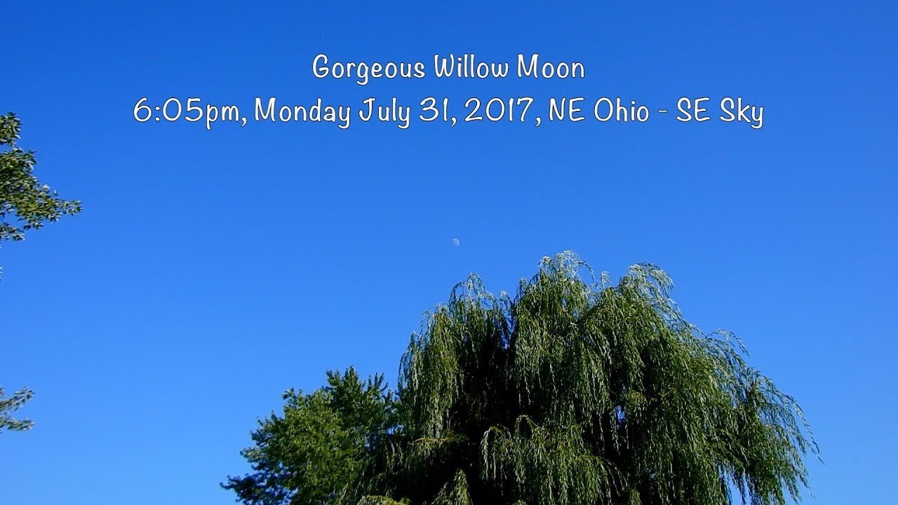 Gorgeous Willow Moon - YouTube