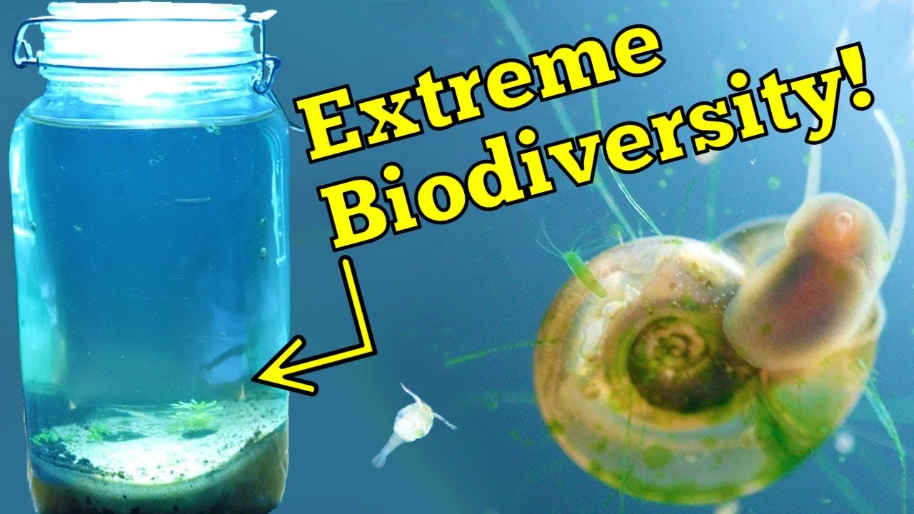 Homemade Ecosphere - 2 Month Update! (Extreme Biodiversity) - YouTube