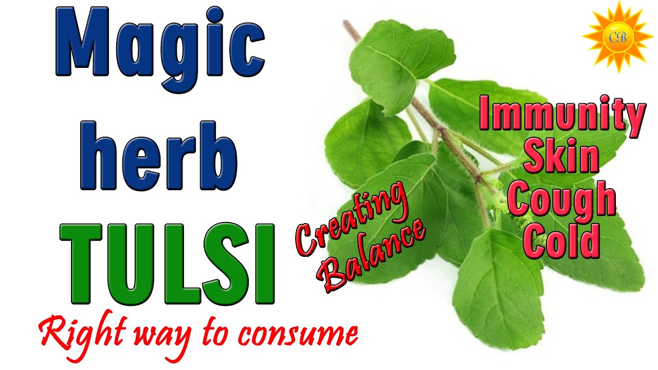 Health benefits of Tulsi (Holy Basil)// medicinal properties of tulsi ...