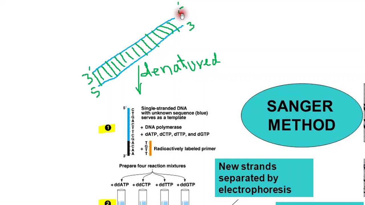 DNA SEQUENCING SANGER METHOD BY PROF ZAHOOR - YouTube