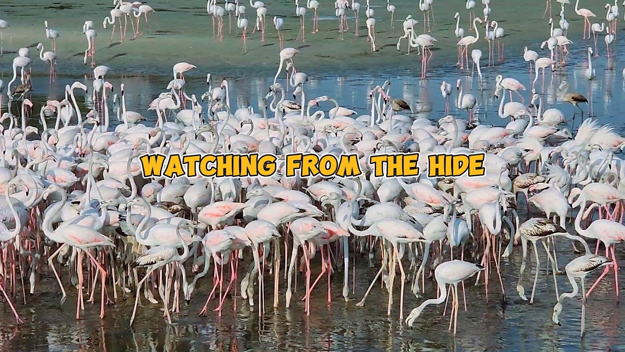 Flamingo Watching from the Hide - YouTube