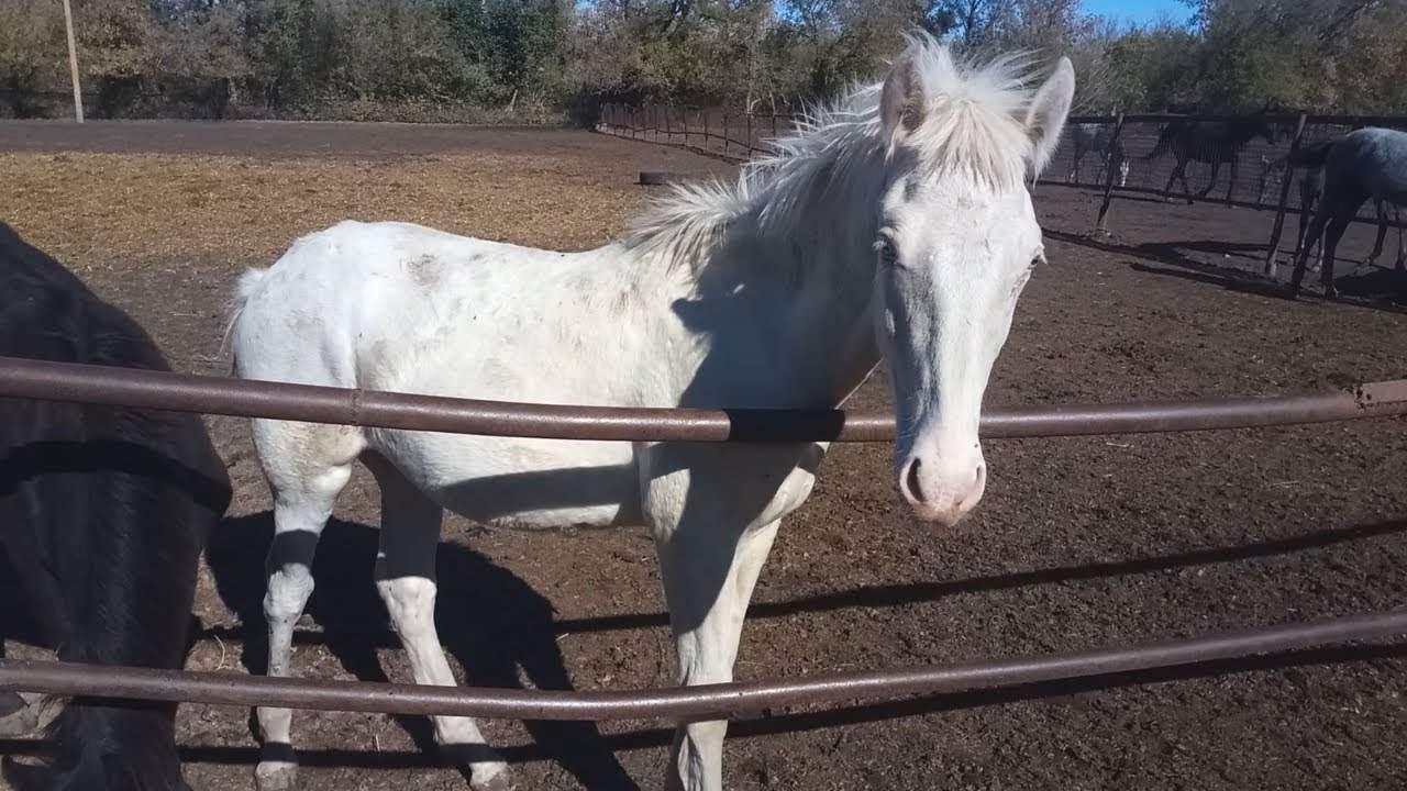 The weaned foals were separated from the fillies into a separate herd ...