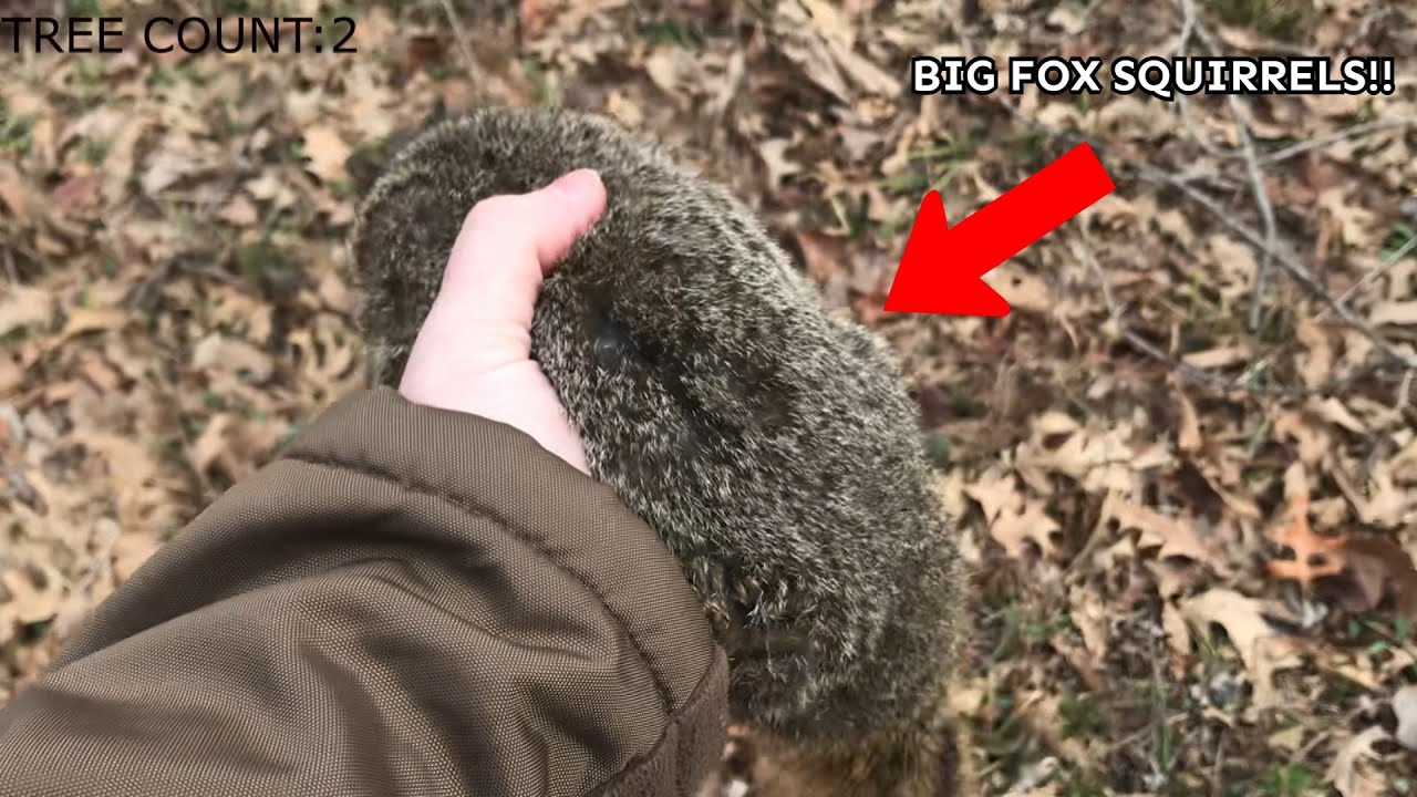 Squirrel Hunting In Kentucky Part2 - YouTube